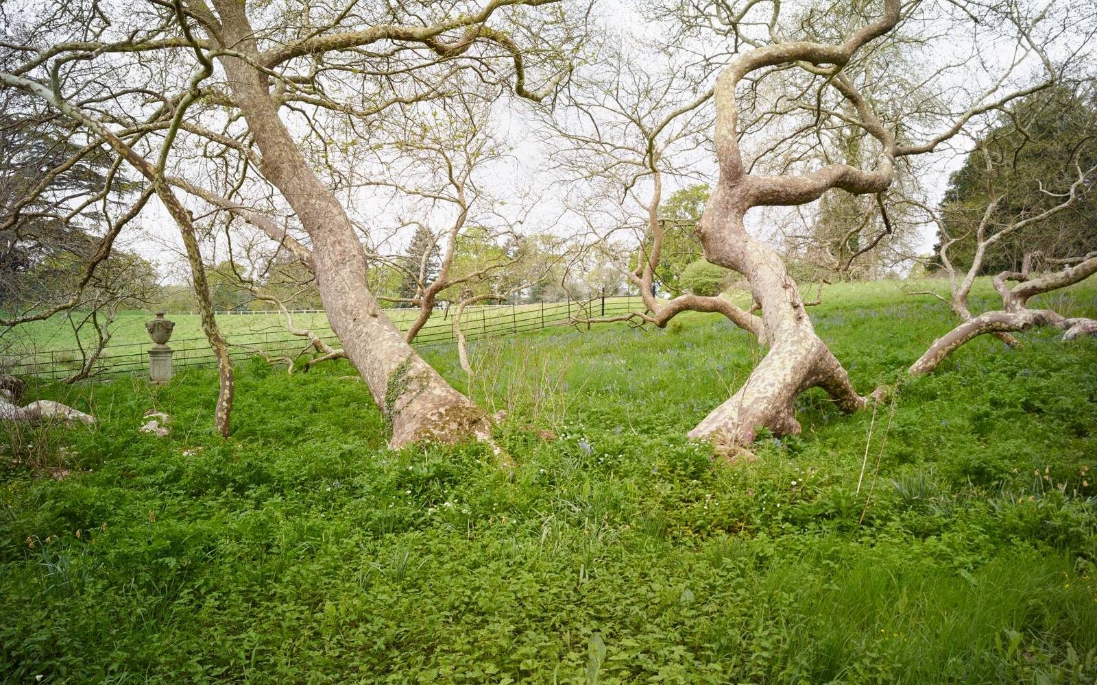 The British landscape