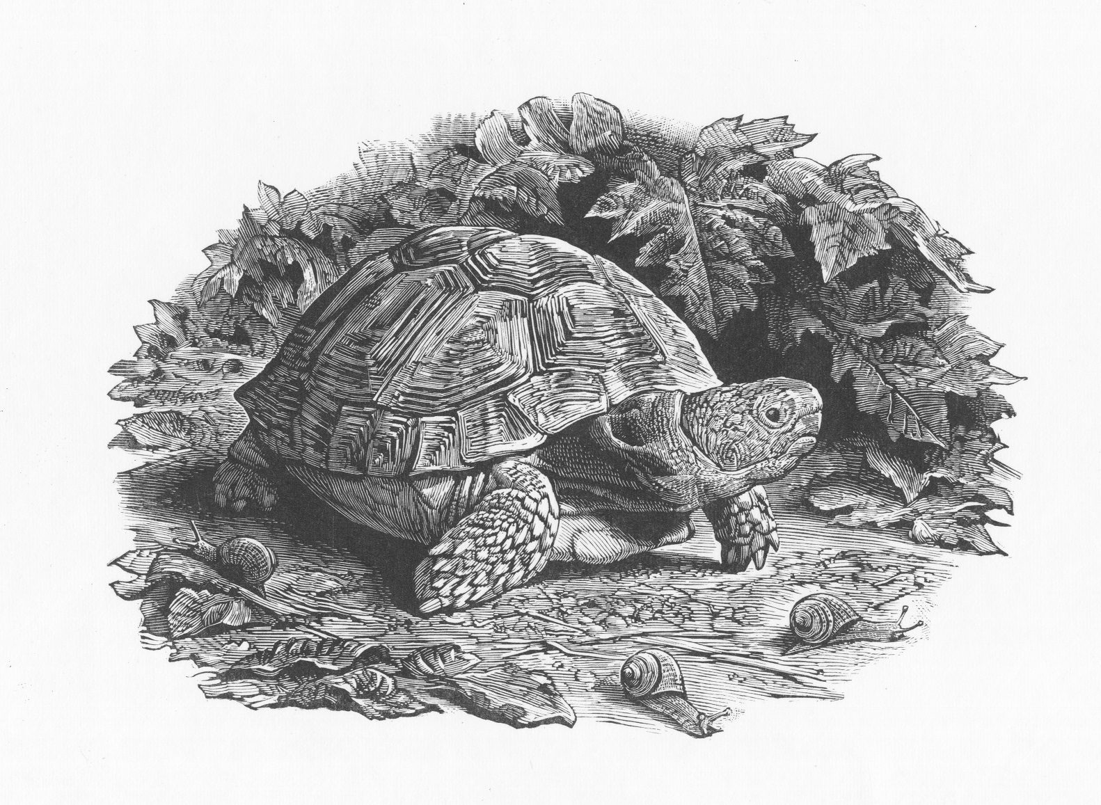 Timothy the tortoise: man's best friend | Perspectives